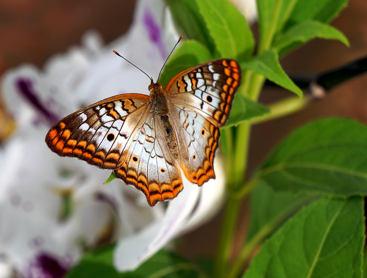 White Peacock & Orchids | Shutterbug